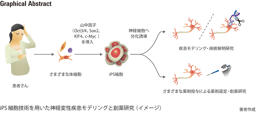 特集 「iPS 細胞技術を用いた神経変性疾患モデリングと創薬研究の現状」｜PLUS CHUGAI 中外製薬医療関係者向けサイト（医師向け）