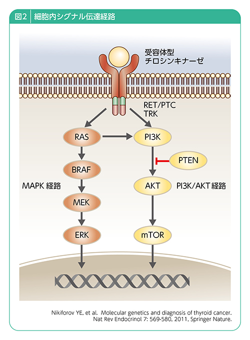 広がる甲状腺がんの個別化治療：BRAF･RET･NTRKを中心とした最新ゲノム戦略｜PLUS CHUGAI 中外製薬医療関係者向けサイト（医師向け）