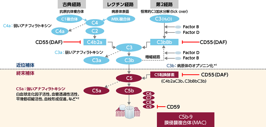 補体について｜PLUS CHUGAI 中外製薬医療関係者向けサイト（医師向け）